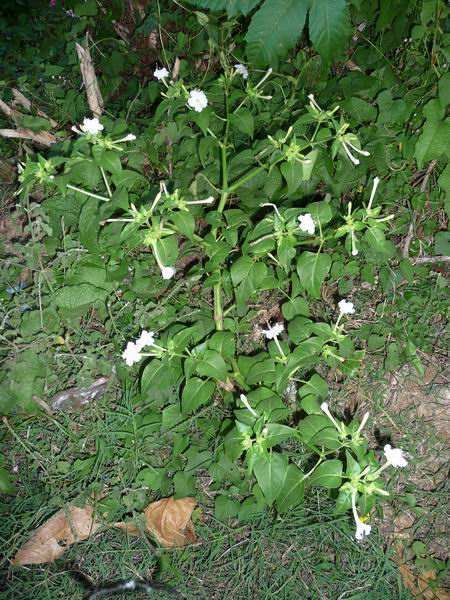 hendirikka flower photos