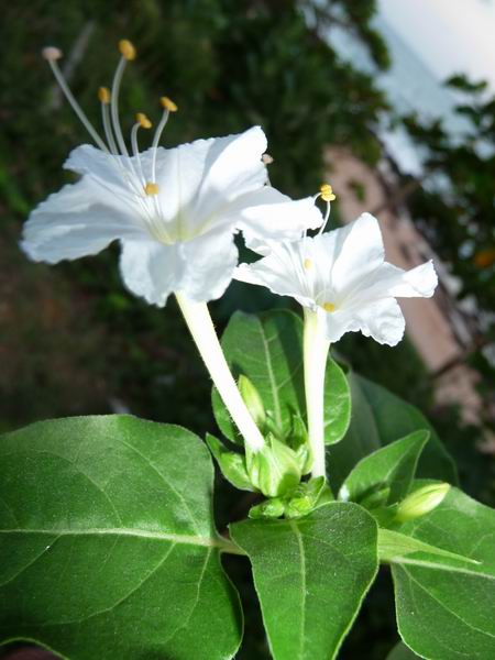 hendirikka flower photos